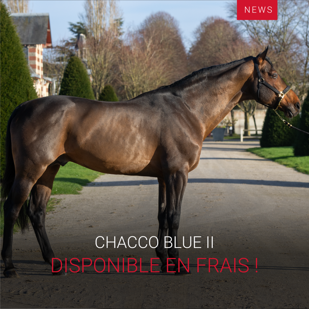 CHACCO BLUE II, disponible en frais ! - France Étalons