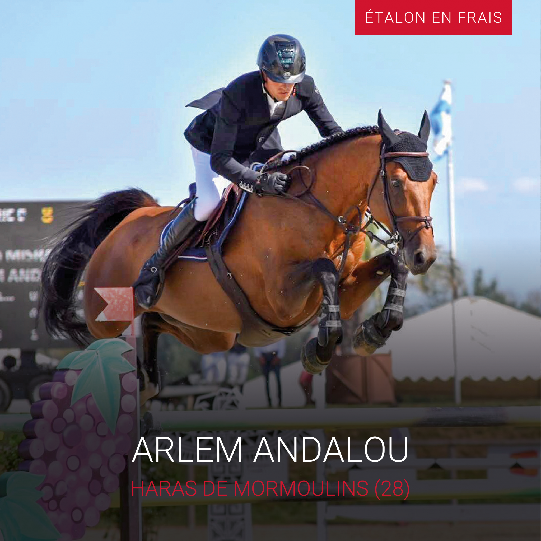 ARLEM ANDALOU, available with chilled semen from France ! - France Étalons