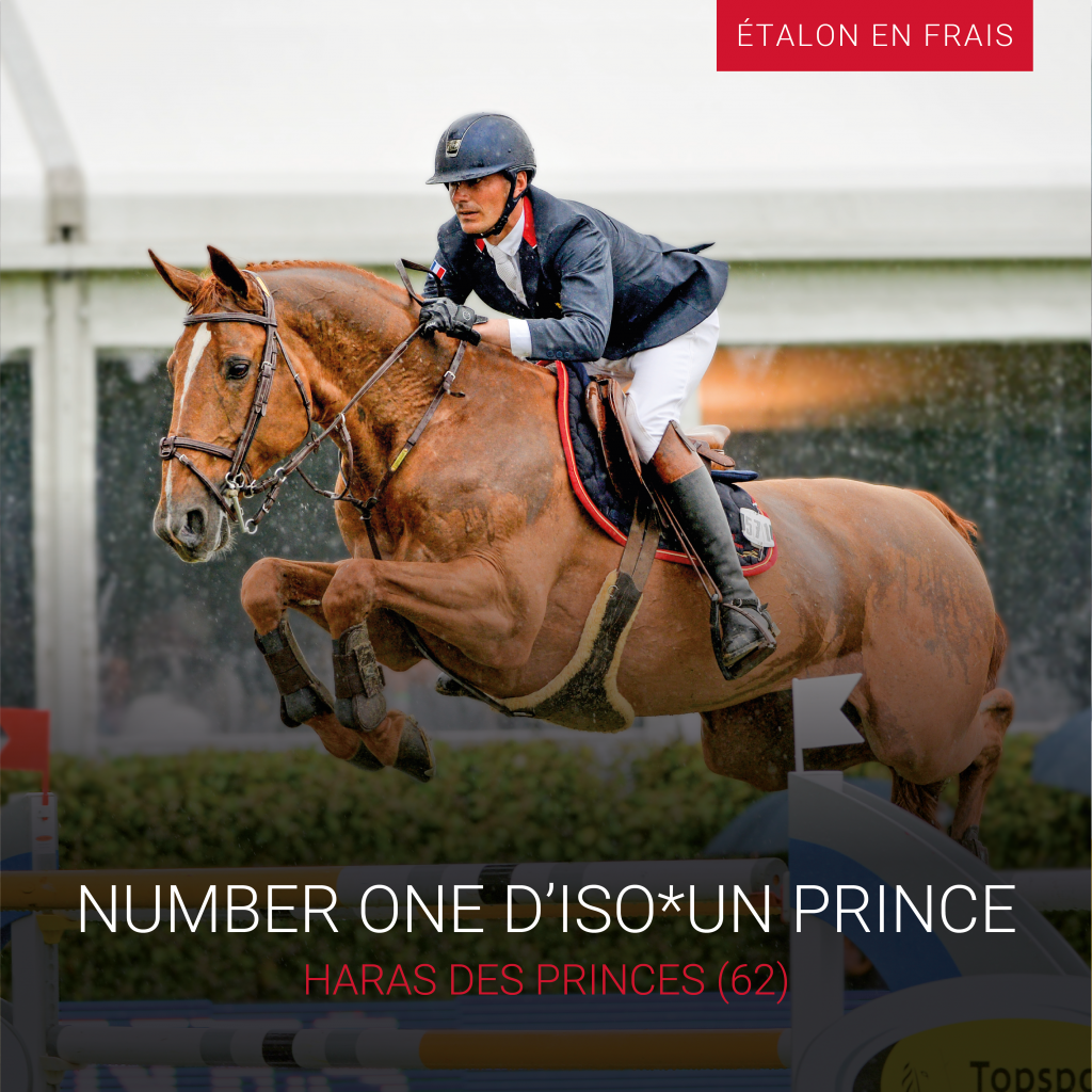 NUMBER ONE D'ISO*UN PRINCE disponible en semence fraîche au Haras des ...