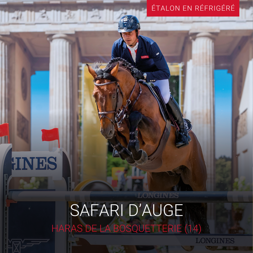 SAFARI D'AUGE, AVAILABLE CHILLED FROM FRANCE ! - France Étalons