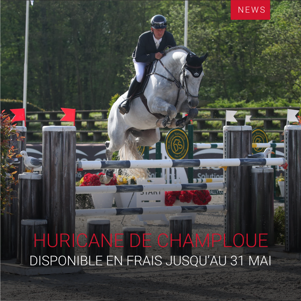 HURICANE DE CHAMPLOUE, available chilled ! - France Étalons