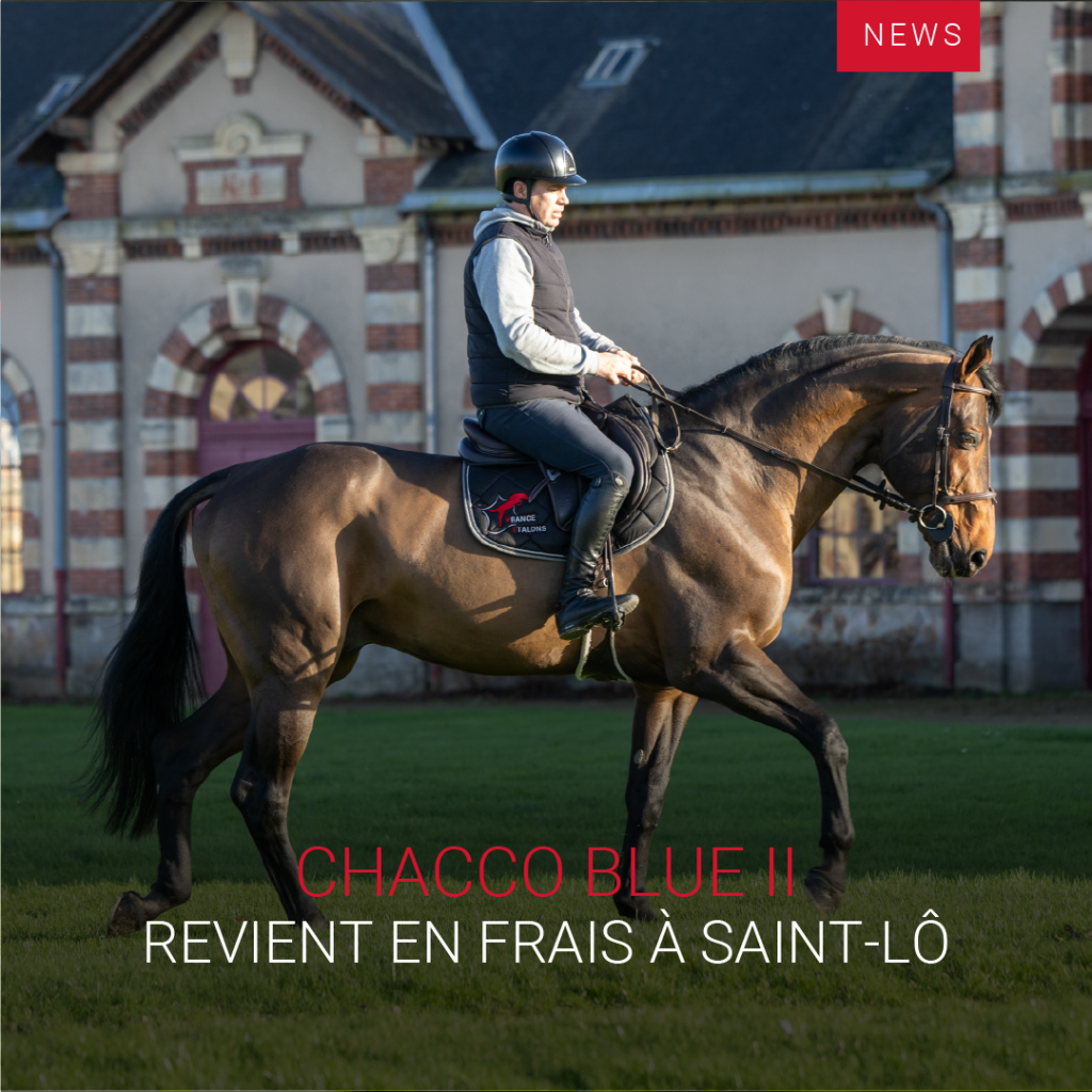 CHACCO BLUE II, BACK WITH FRESH SEMEN ! - France Étalons
