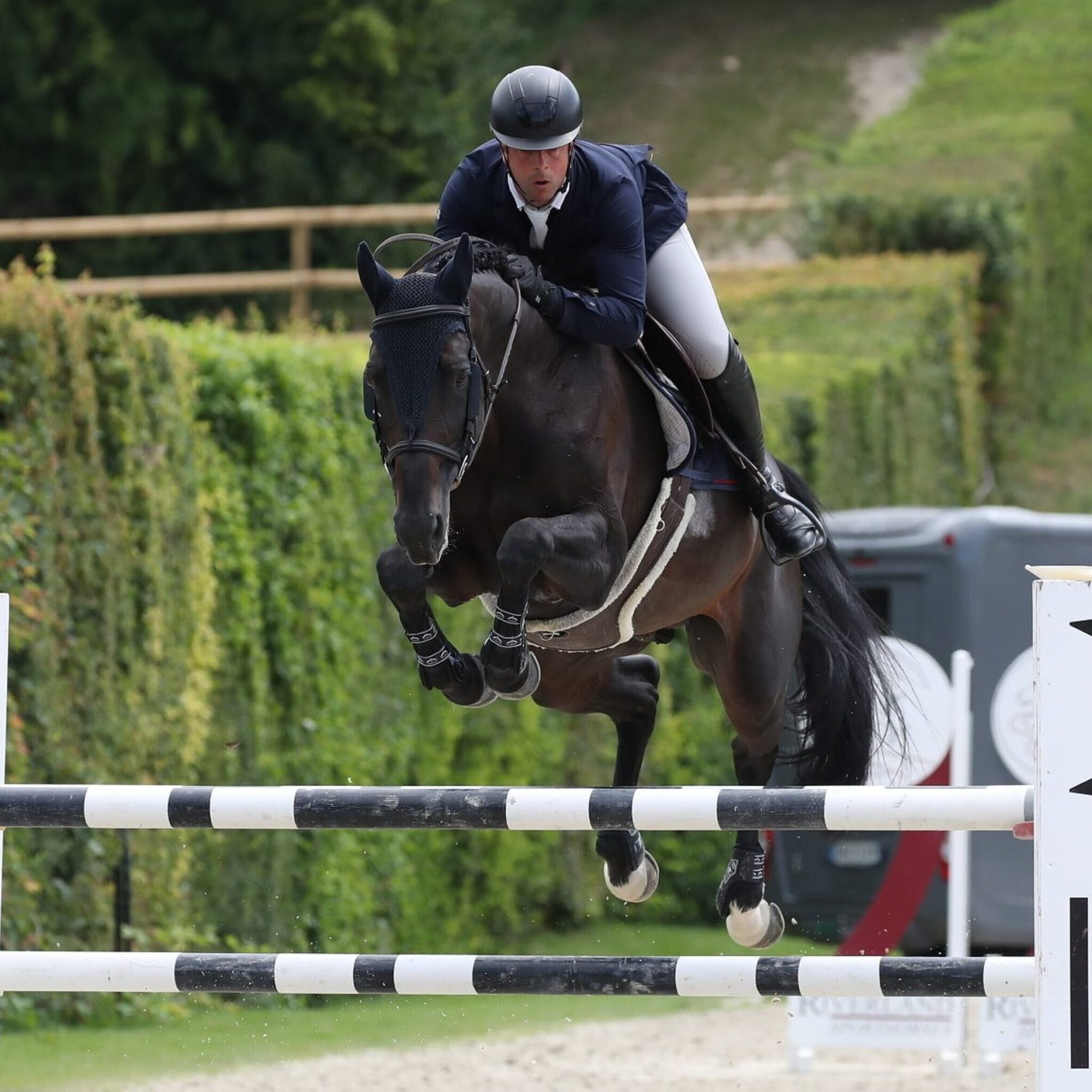 Le Programme Jeune Génétique - France Étalons